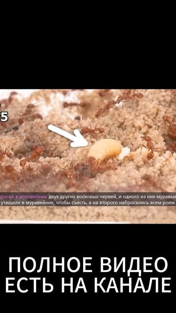 1 000 муравьёв против стихийных бедствий 5 часть