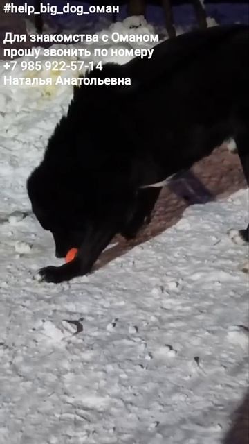 Серьёзный красавец САО Оман 🍀 ищет 🏠❗#dog #собака #животные #любовь #alabai #алабай