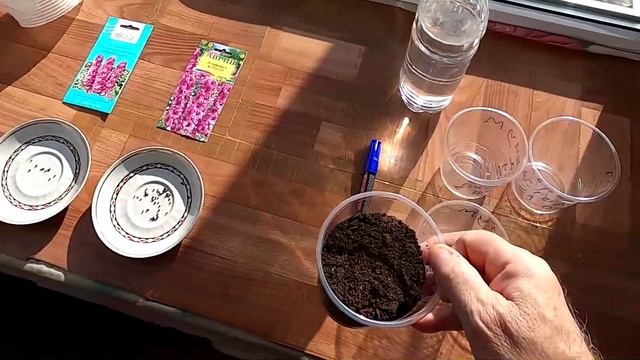 Посев рассады дельфиниума