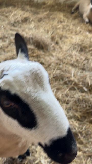 Милые овечки