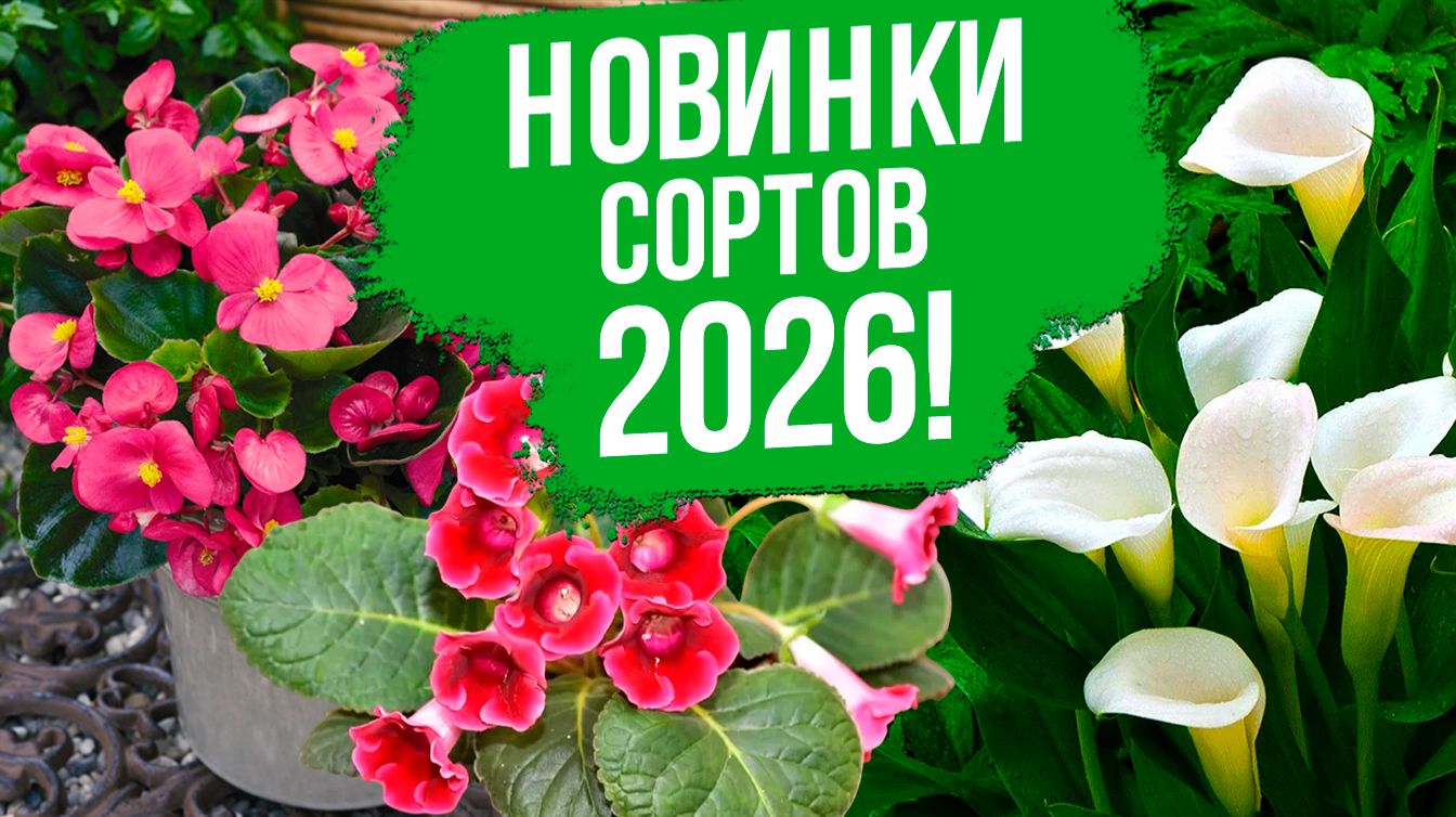 NEW 2026! Бегонии, глоксиния, калла: лучшие и новые сорта.