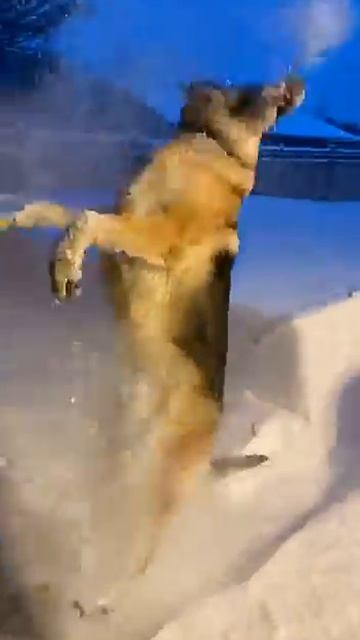 Снежный плен: собака в трактор!