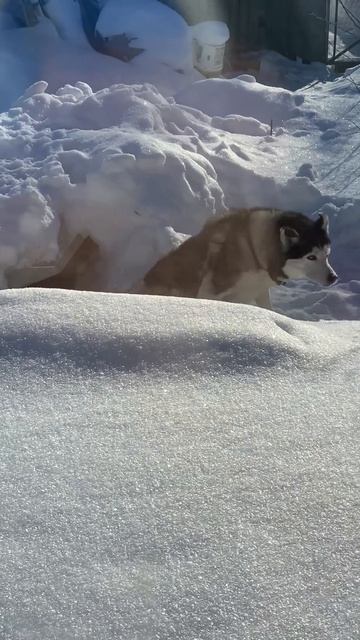 Привет, я «родился» #хаски #щенок #собака #домашниеживотные #БрюликиЛиска  #dog