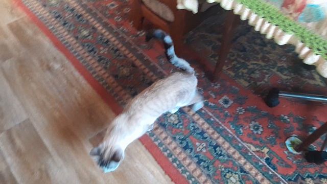 НАШИ МЫСЛИ🤔РАЗОШЛИСЬ В РАЗНЫЕ СТОРОНЫ/ЖДЁМСЪ ПРАВИЛЬНОГО🤔 РЕШЕНИЯ/У НАС☀️ВЕСНА+10 #рек #дом