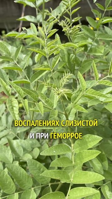 Солодка - наладит гормоны #травы #лекарственныетравы #травник #дикоросы