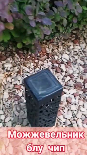 Рокарий возле качелей#рокарий#каменистыйсад#садвкрыму#малыйсад#южныйсад#садна4сотках#удачныйсад