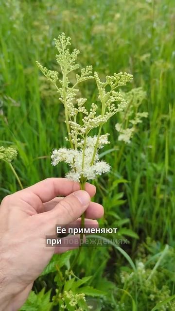 королева трав #травы #травыдляздоровья #здоровье #здоровьебезлекарств