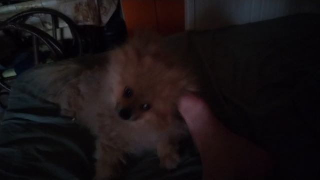 Приставучка