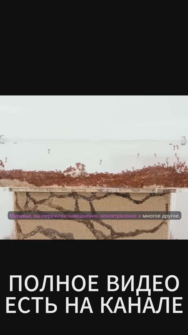 1 000 муравьёв против стихийных бедствий 6 часть