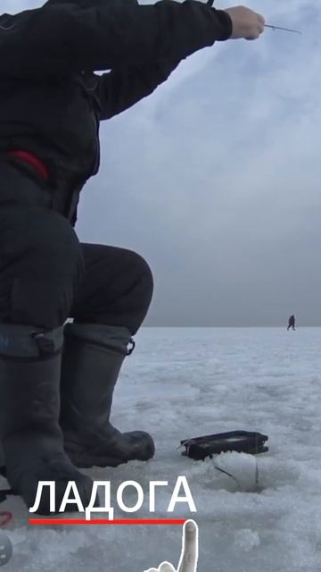 Крупный окунь