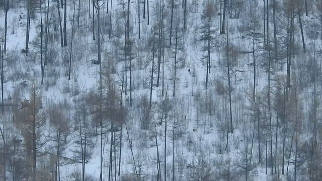 ОХОТА НА КОПЫТНЫХ С ПОДХОДА ЗАКРЫТИЕ 2025-2026