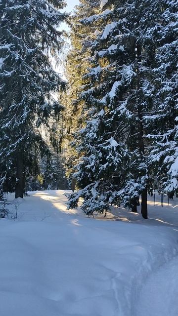 Красивый зимний лес / Зима 2026 / Природа Подмосковья /  Достопримечательности города Дубна