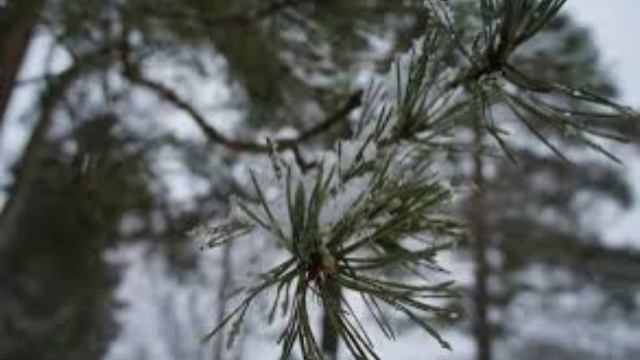 22 февраля - День Панкратия. Традиции и приметы