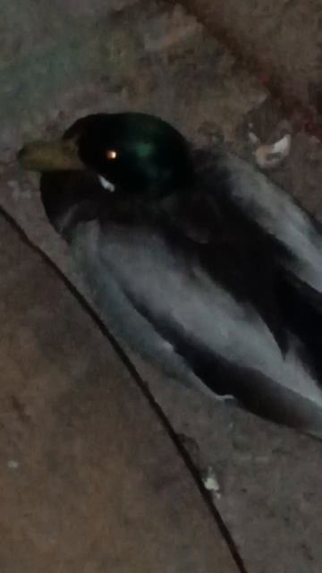 Нежданный гость на работе )))