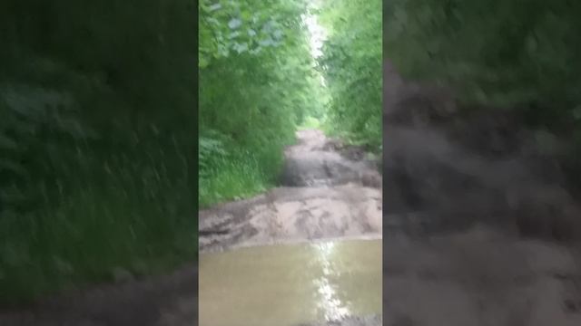 Встреча с дикой лисой возле п. Светлый 4.07.25