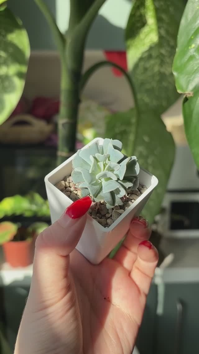 Эхеверия Руньона Топси Турви | Echeveria RUNYONII TOPSY-TURVY — как выглядит сорт(обзор растения)