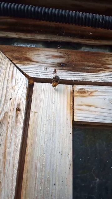 Шмель попался