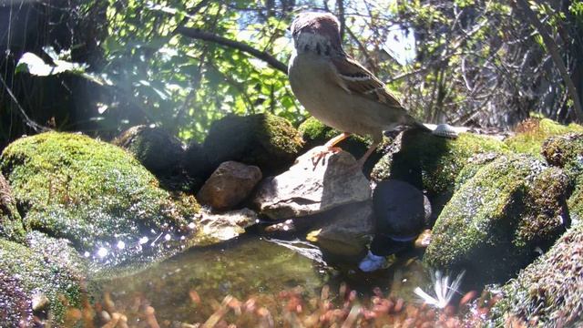 Поилка в саду притягивает птиц / Фотоловушка в саду