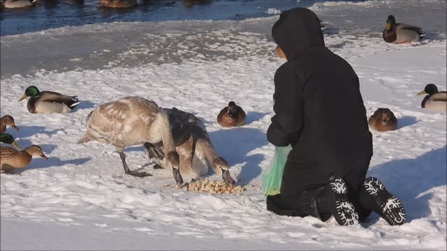 Добрые люди кормят лебедей на зимовке в Великом Новгороде, 21 февраля 2026