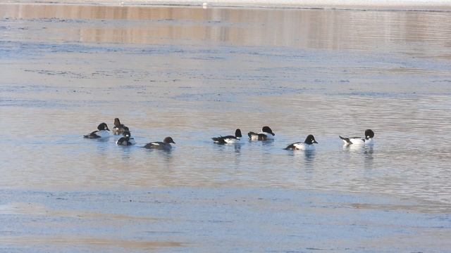 Гоголь утка, наблюдение птиц в Великом Новгороде, 21 февраля 2026