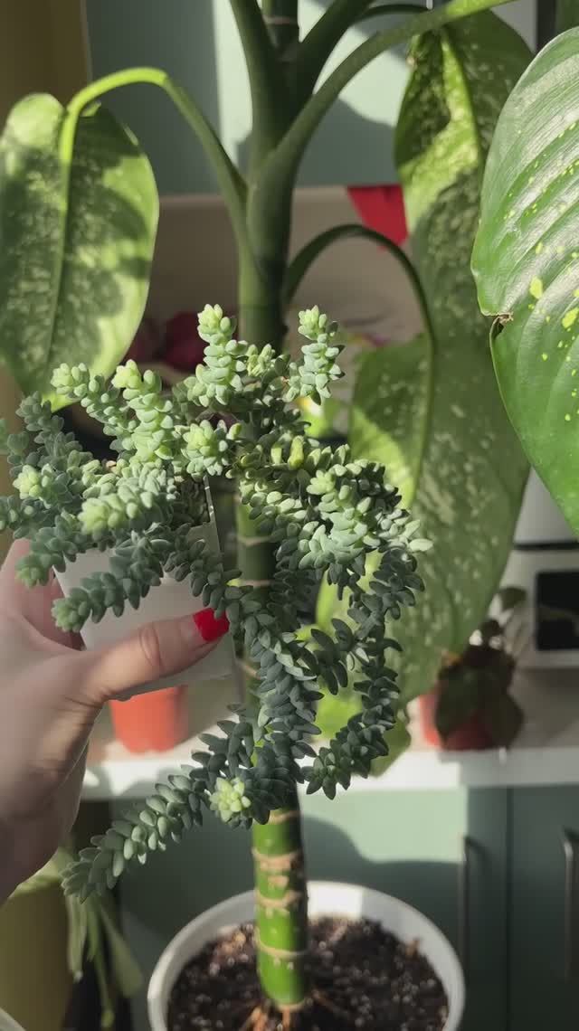 Седум Буррито | Sedum burrito — как выглядит сорт(обзор растения)