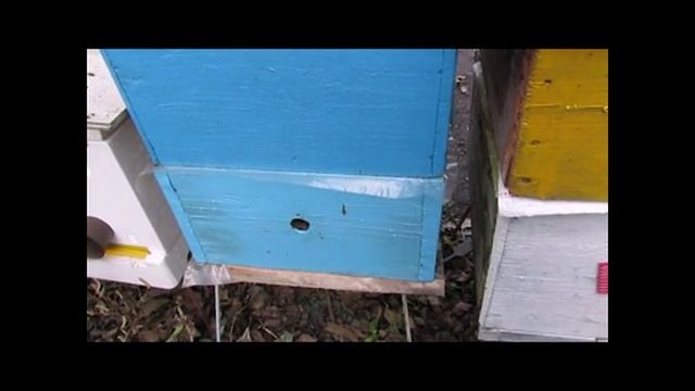 ответы на вопросы - пленка между дном и корпусом улья, лучшее развитие пчел ( видео из архива )