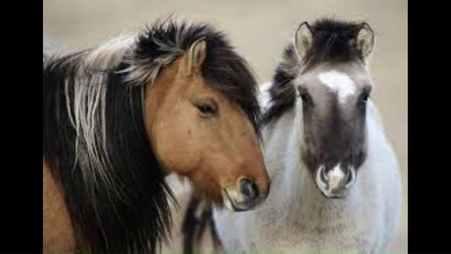 Борьба кочевых и оседлых народов Евразии.