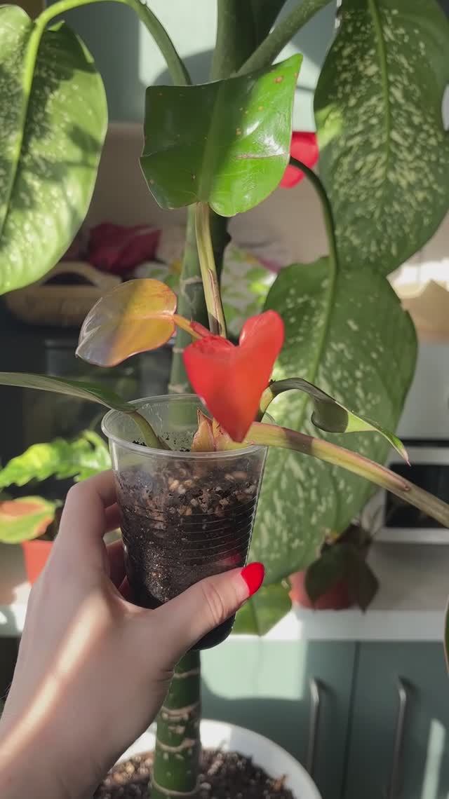 Филодендрон Ред Сан | Philodendron Red Sun — как выглядит сорт(обзор растения)