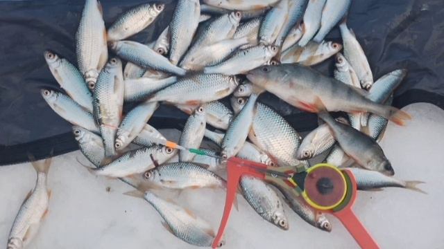 Маленько порыбачил на мормышку с мотылем🎣 Наживка мотыль и тесто. Прикормка Стерля (Сыр).