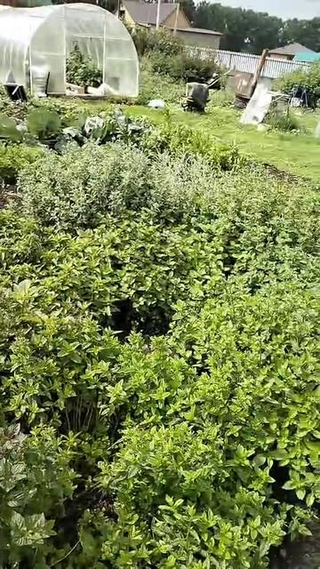 купить мяту