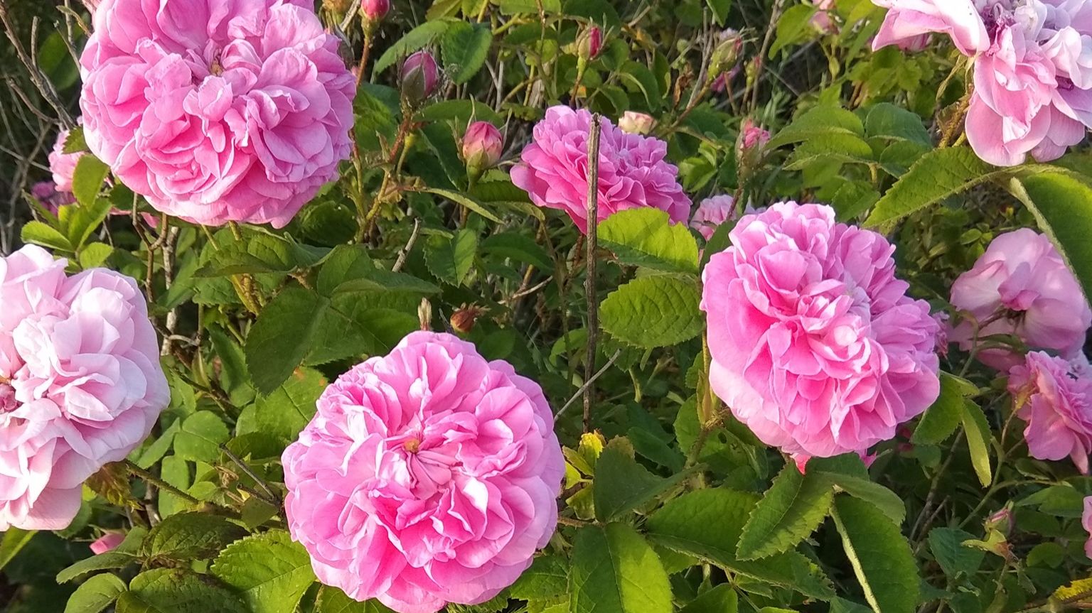 Бутоны чайной розы - упаковка для длительного хранения в бокс.
