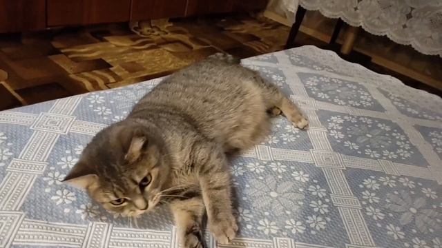 Кошечка Барса любит играть с наушником