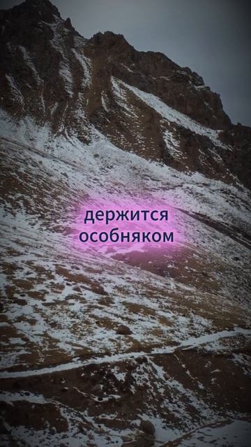 Толпа не любит одиночек