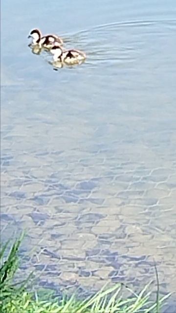 Утята становятся смелее