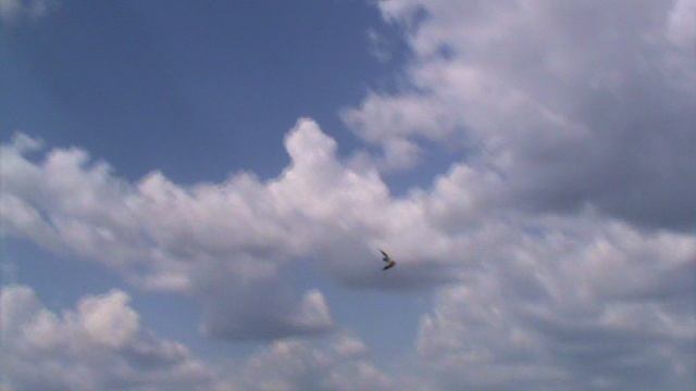 Пилотажный змей.