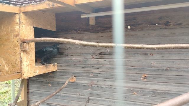 Ворон Гриша 24 октября, с праздником