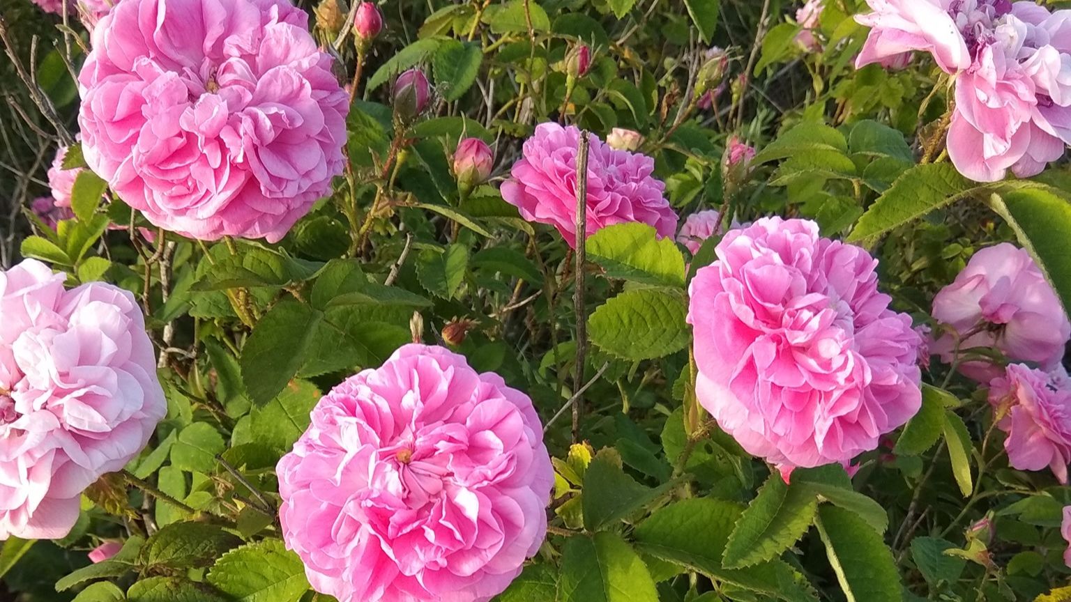 Роза замерзла. Демонстрация состояния в боксе.