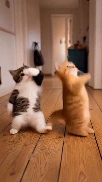 Котики отжигают под трендовый танец