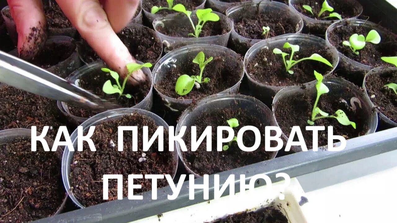 Как пикировать петунию?