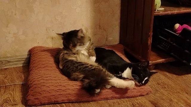 Ворон Гриша 26 сентября, друзья мяуки