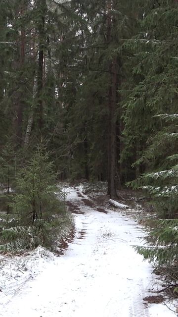 Зимний лес #shorts #леснойкоп #forestsearch #winterforest #finds