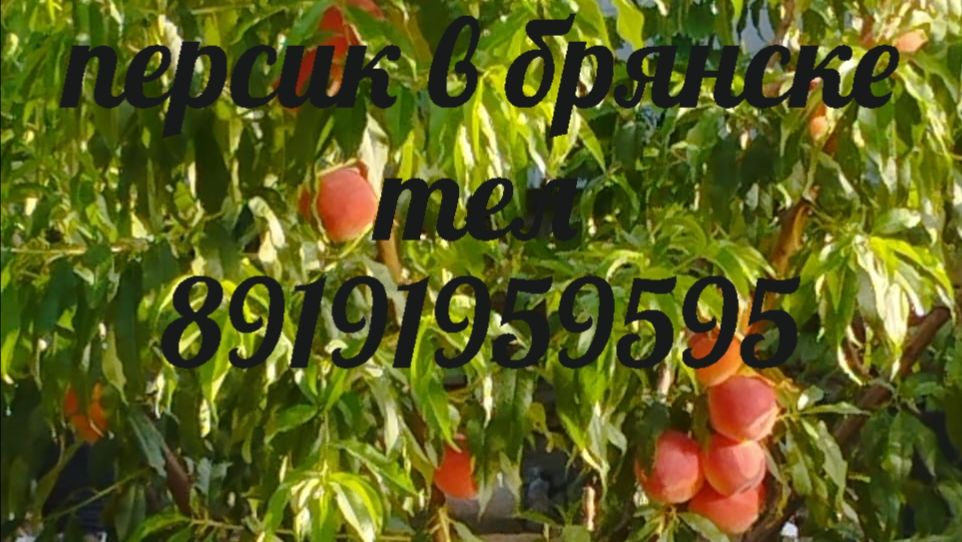 Персик Онтарио нормировка плодами .