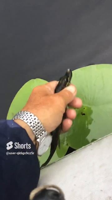 Ленобласть. Хвойное. 22.08.2024. Рыбалка. Отпускаем щуренка к маме и папе