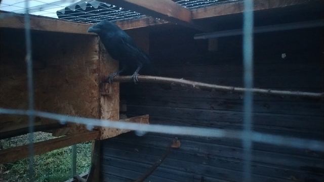 Ворон Гриша 28 октября, с праздником