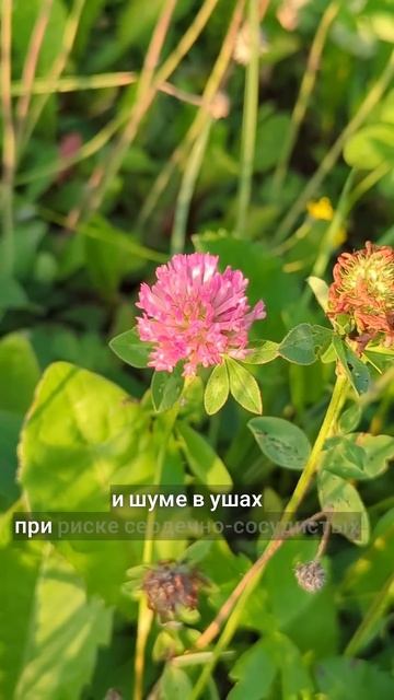 при слабых сосудах и шуме в ушах #здоровье #травы #лекарственныерастения