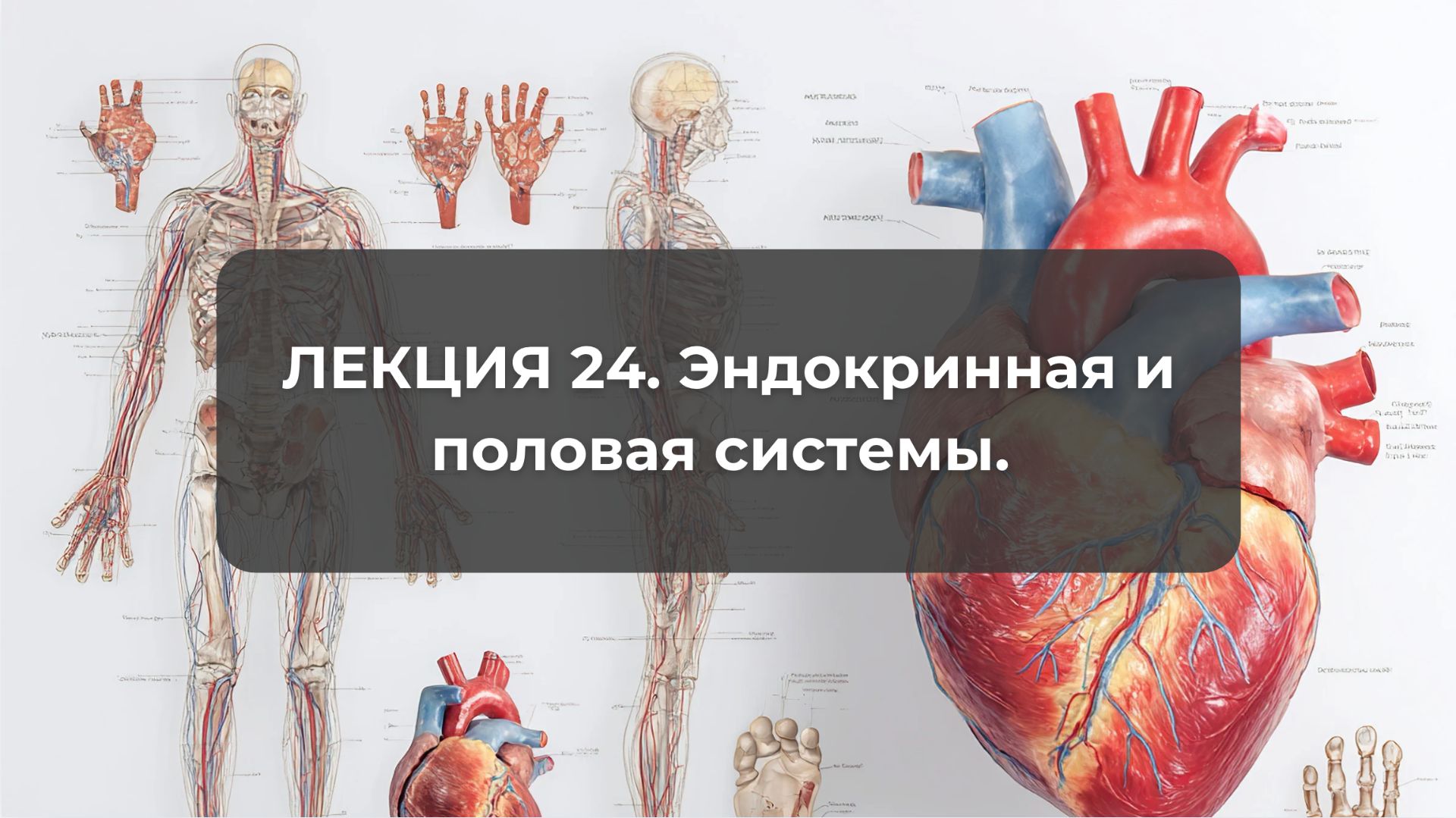 Лекция 24. Эндокринная и половая системы.