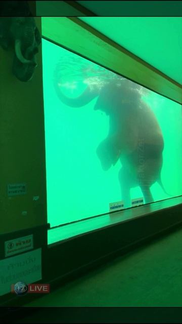 СЛОН АКВАРИУМ ТАИЛАНД