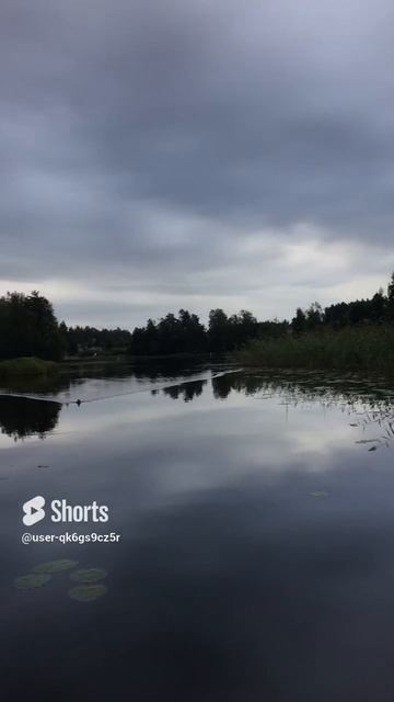 Ленобласть. Хвойное. 22.08.2024. Вуокса, раннее утро. Видеопейзаж с плывущим одиноким утенком
