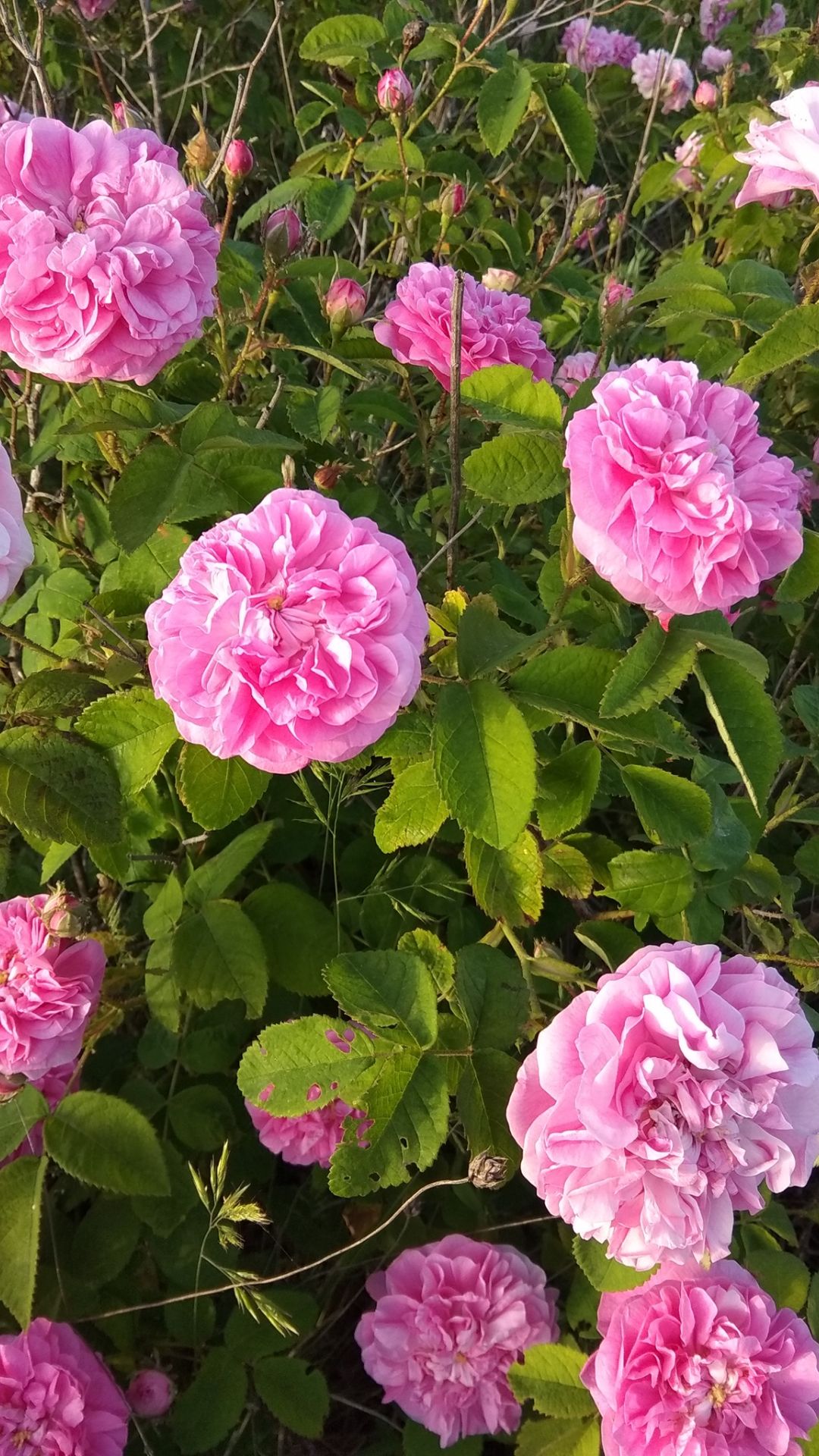 Укладка розы в бокс для длительного хранения в мороз-камере.