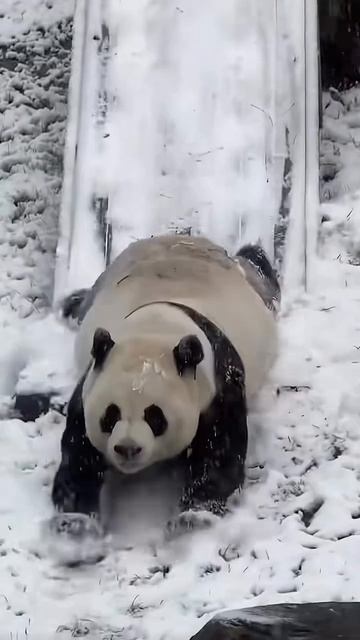 Утро от панд